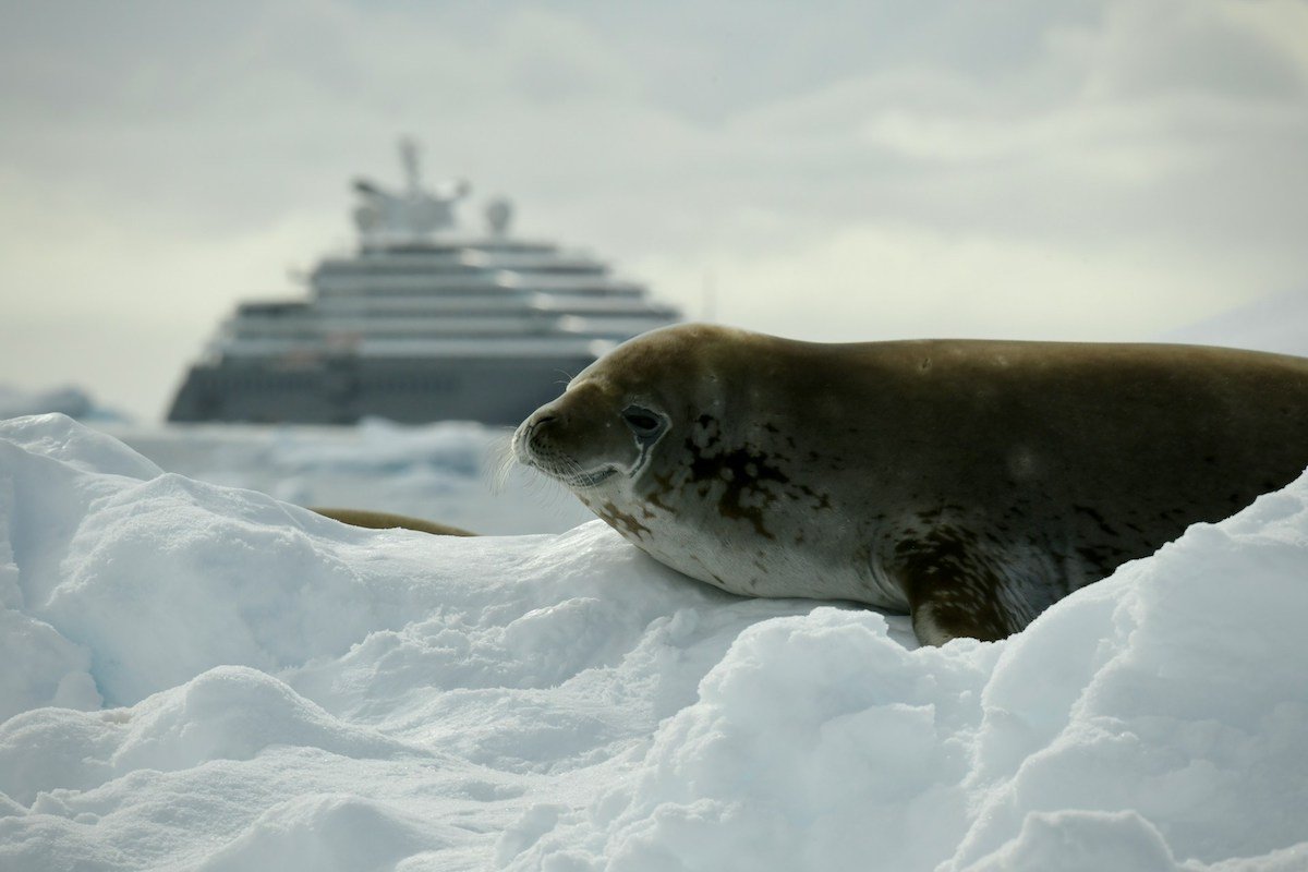 Antarctica Cruise vs Fly Cruise: Should You Sail or Skip the Drake ...